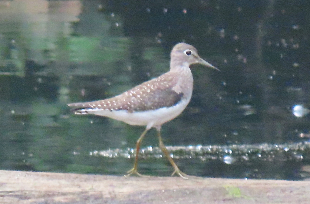 Solitary Sandpiper from Chesterfield County, VA, USA on August 24, 2023 ...