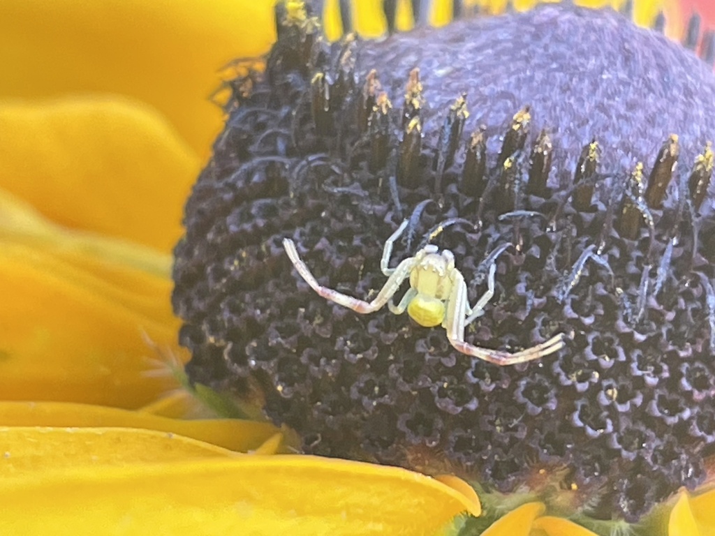 Triangle Crab Spider from Rue Claude Monet, Giverny, Normandie, FR on ...