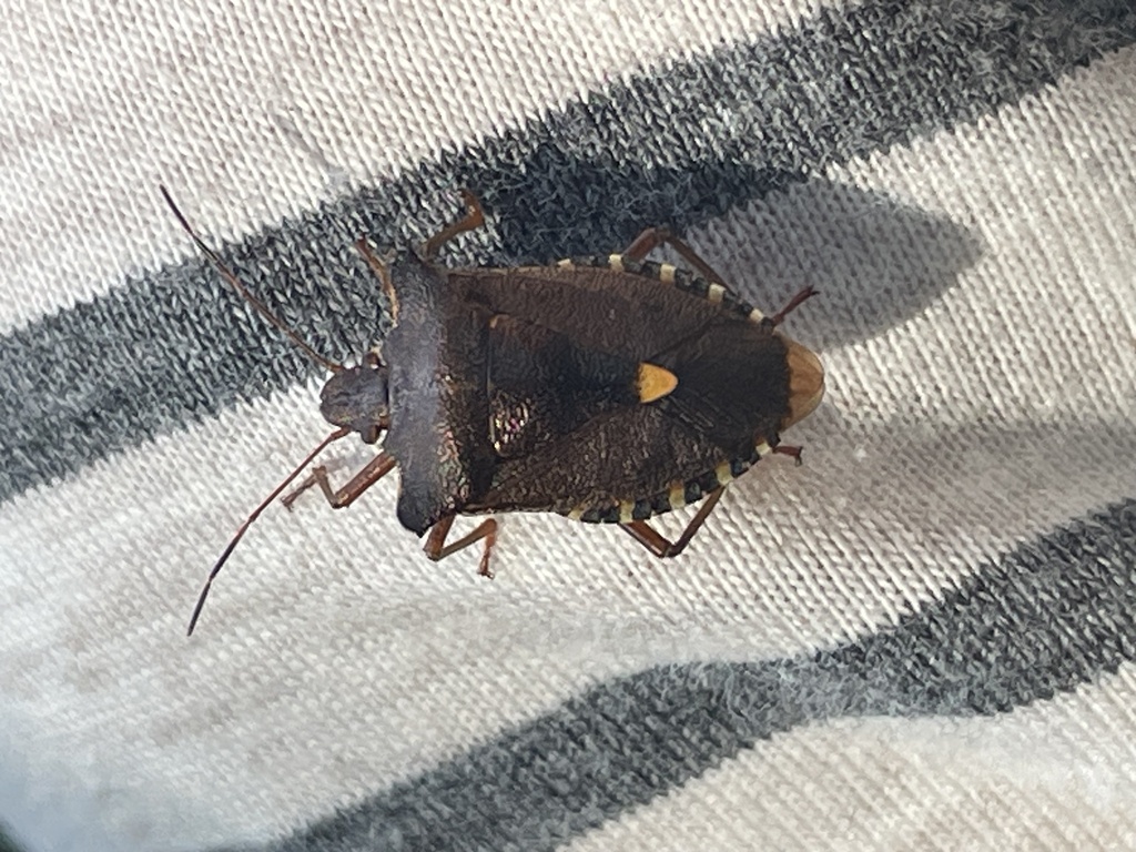 Forest Bug from Monet Water Lilly Pond, Giverny, Normandie, FR on ...