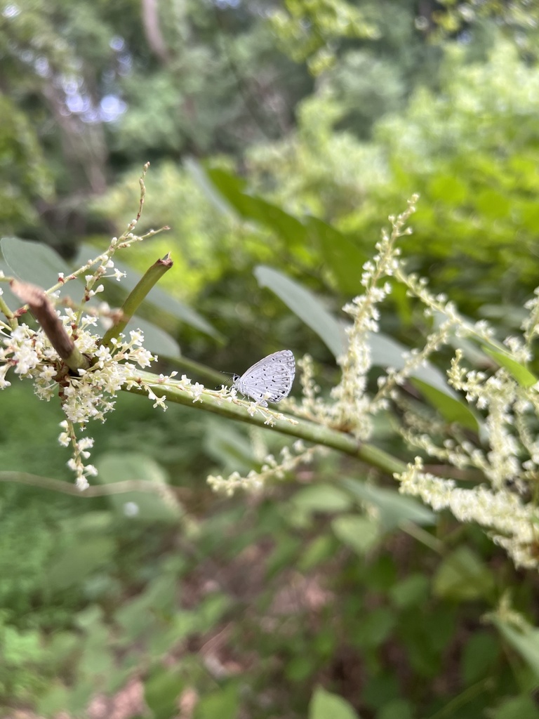 Summer Azure from Rock Creek Park, Washington, DC, US on August 24 ...