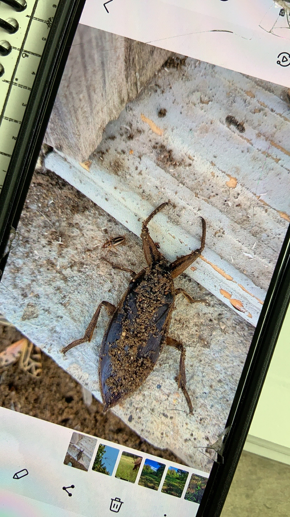 American Giant Water Bug from Finley on August 24, 2023 at 02:50 PM by ...