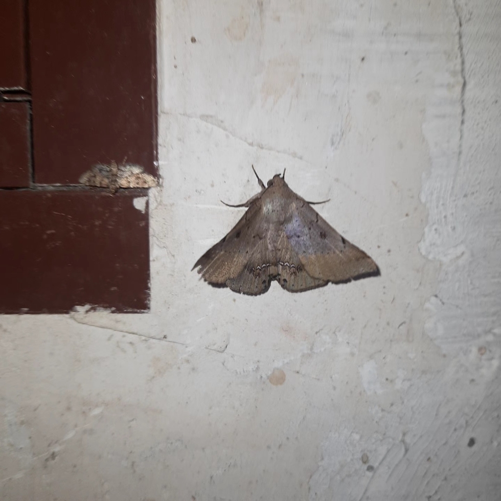 Macaldenia palumba from Panavally, Kerala 670646, India on July 31 ...