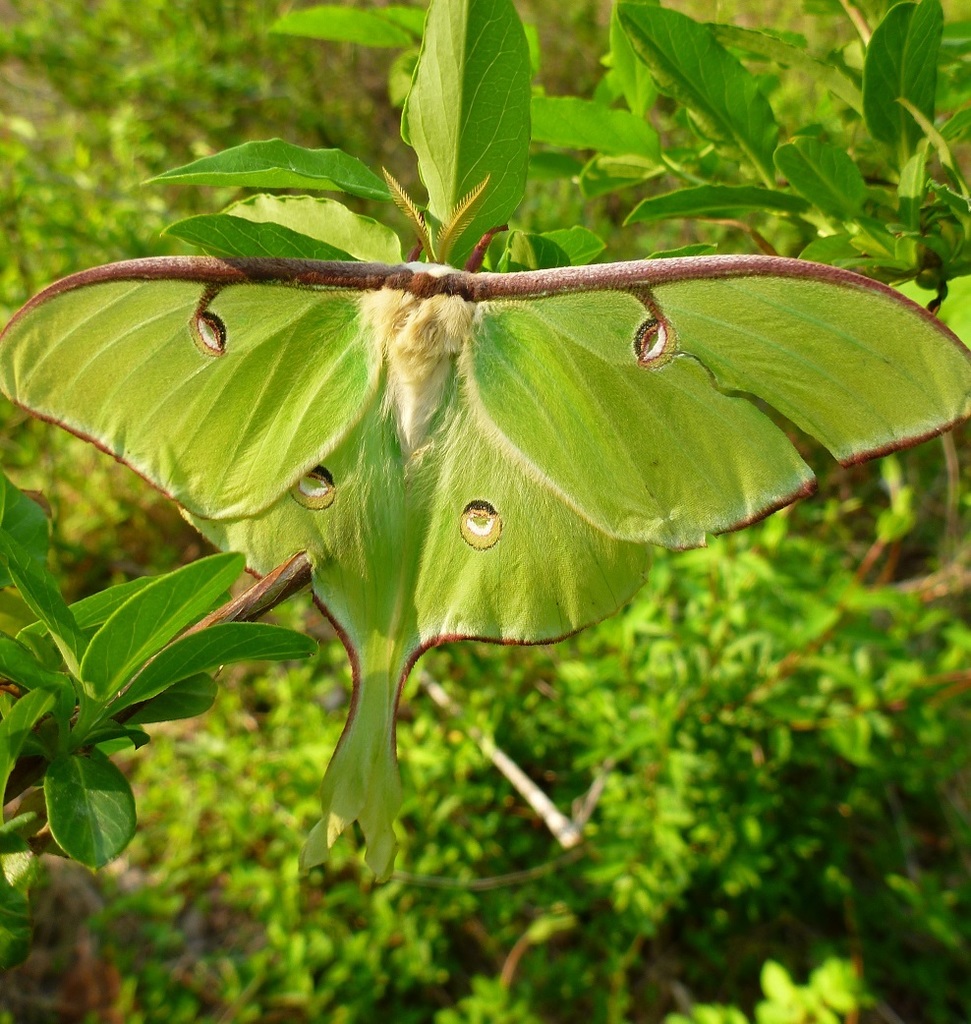 North American Luna Moth in March 2012 by Chia aka Cory Chiappone ...