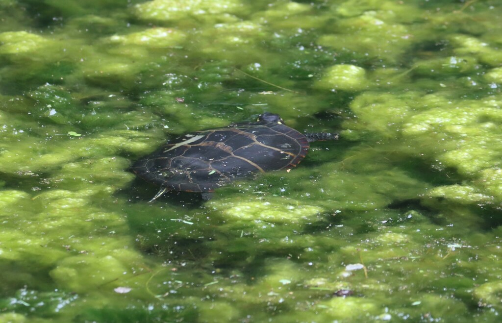Painted Turtle from Windsor, CT, USA on August 24, 2023 at 10:23 AM by rileyghostie · iNaturalist