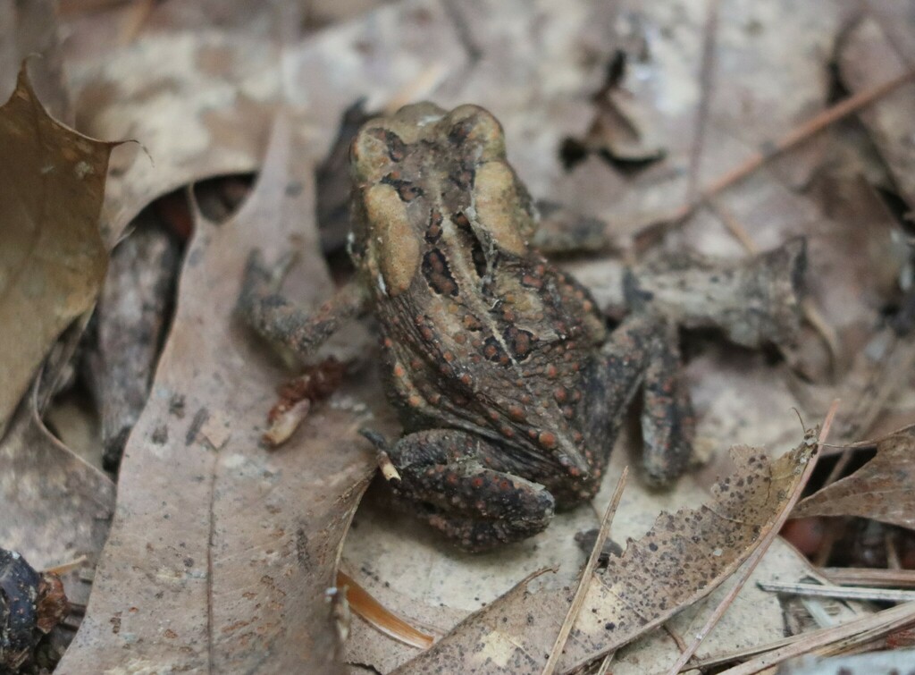 American Toad from Windsor, CT, USA on August 24, 2023 at 12:22 PM by ...