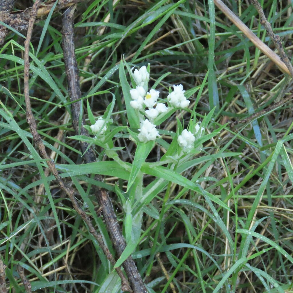 white rabbit-tobacco from 150 Blue Heaven Road, Patagonia, AZ 85624 on ...