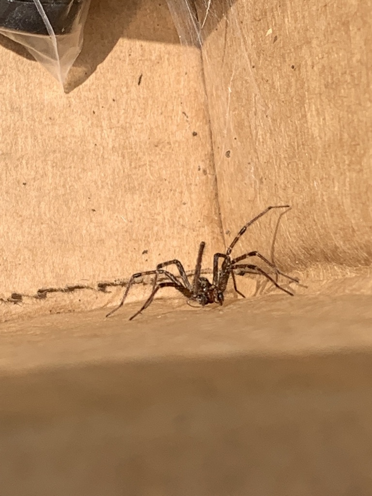 Grass Spiders from E Lorain St, Oberlin, OH, US on August 17, 2023 at ...
