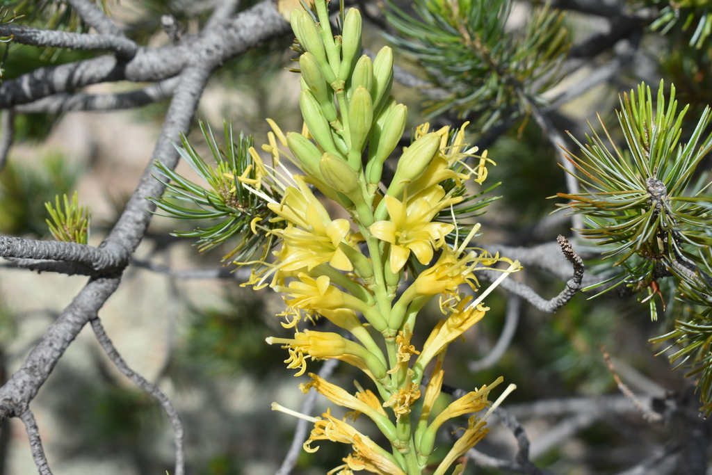 Schott's century plant from Pima County, AZ, USA on August 10, 2023 at ...