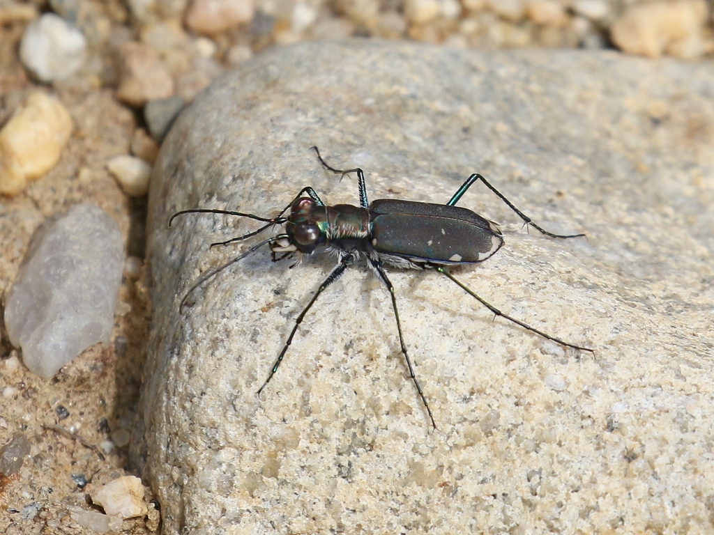 Eastern Red-bellied Tiger Beetle from Kingston, NH 03848, USA on August ...