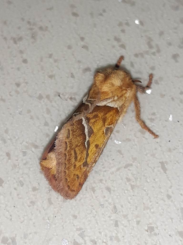Orange Swift from Longwy, France on August 24, 2023 at 09:43 PM by ...