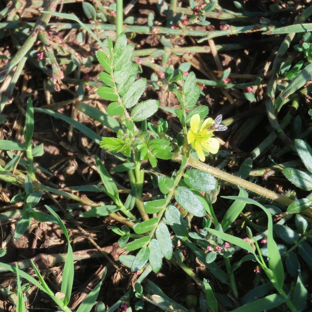 puncture vine from 150 Blue Heaven Road, Patagonia, AZ 85624 on August ...