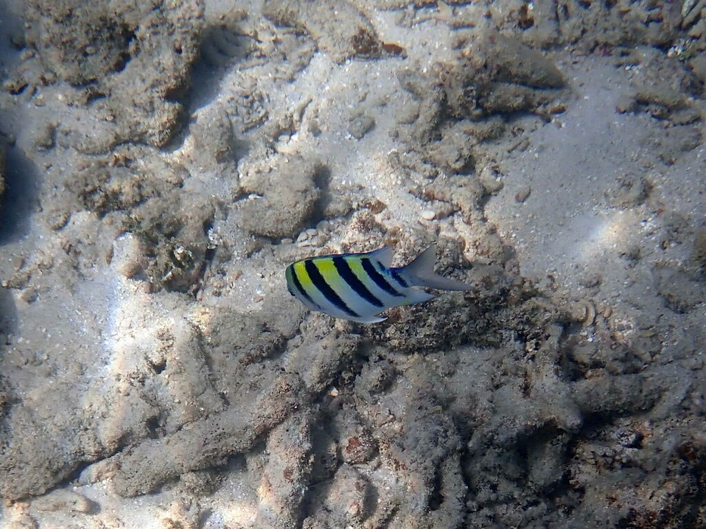 Indo-Pacific Sergeant Major from Ba, FJ-W, FJ on August 17, 2023 at 10: ...