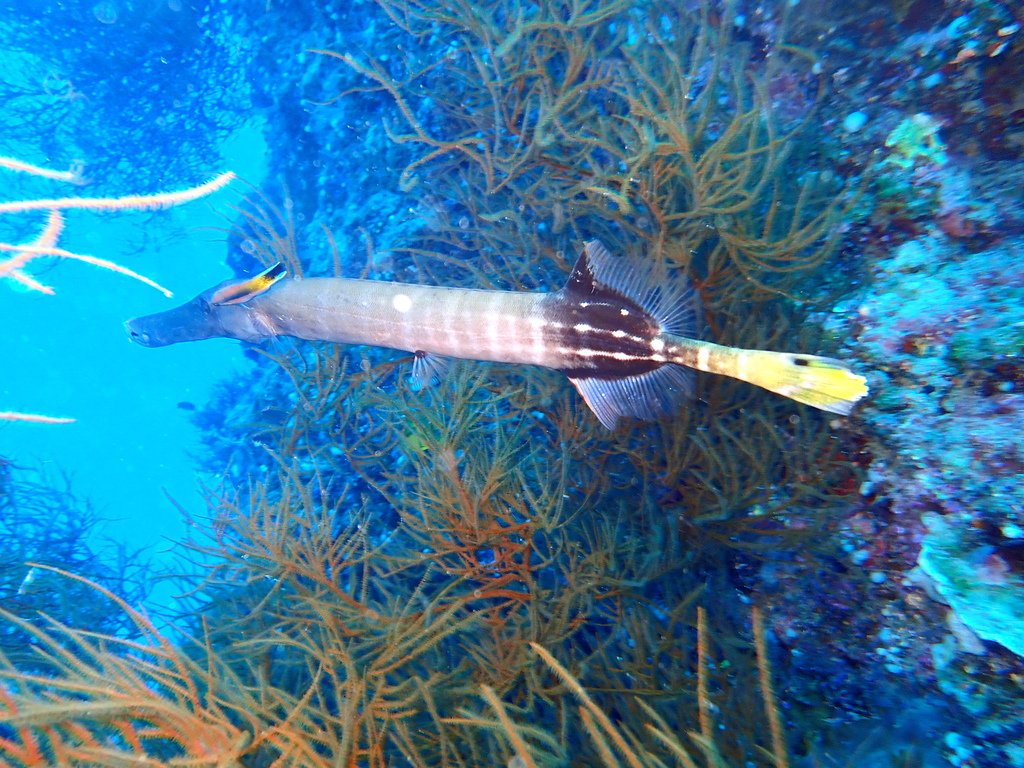Pacific Trumpetfish from Nadroga/Navosa, FJ-W, FJ on August 16, 2023 at ...