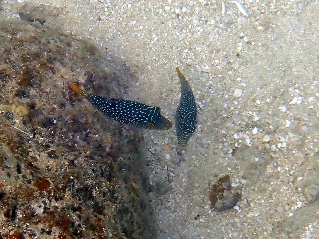 Spotted Toby from Ba, FJ-W, FJ on August 17, 2023 at 12:47 PM by Jack ...