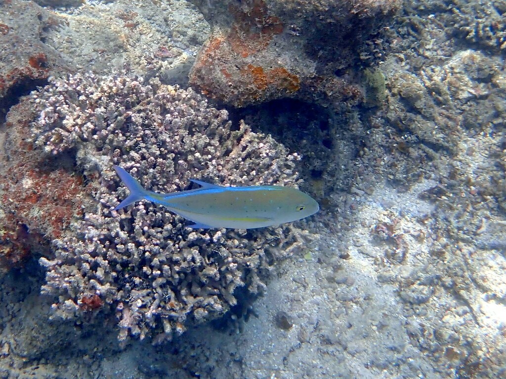 Bluefin Trevally from Ba, FJ-W, FJ on August 17, 2023 at 10:21 AM by ...