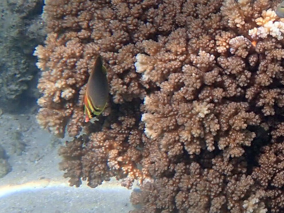 Eastern Triangle Butterflyfish from Ba, FJ-W, FJ on August 17, 2023 at ...
