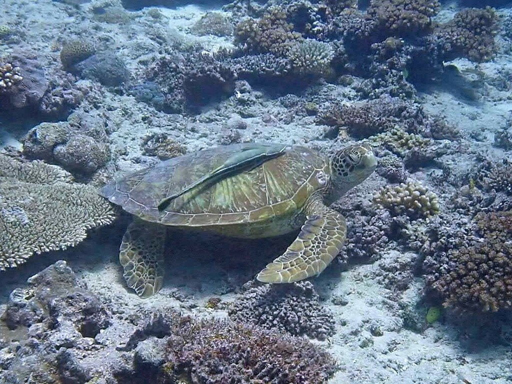 Green Sea Turtle in August 2023 by Jack Crosbie. With Echeneis ...
