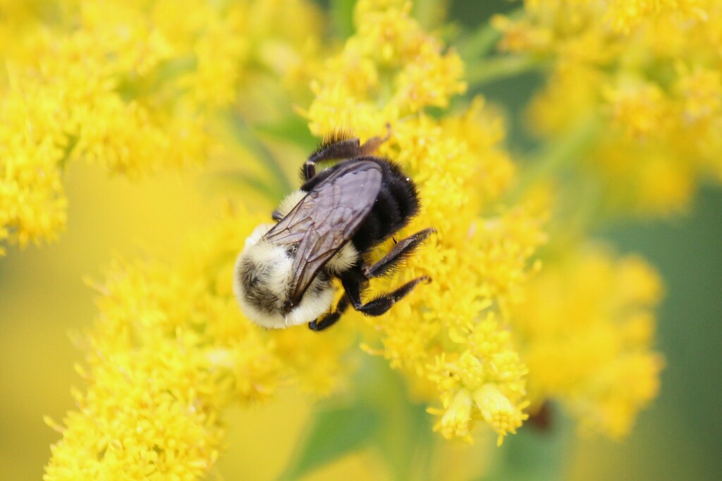 Common Eastern Bumble Bee from Thunder Bay, ON, Canada on August 24 ...