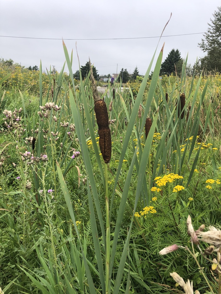 broadleaf cattail from Thunder Bay, ON, Canada on August 24, 2023 at 12 ...