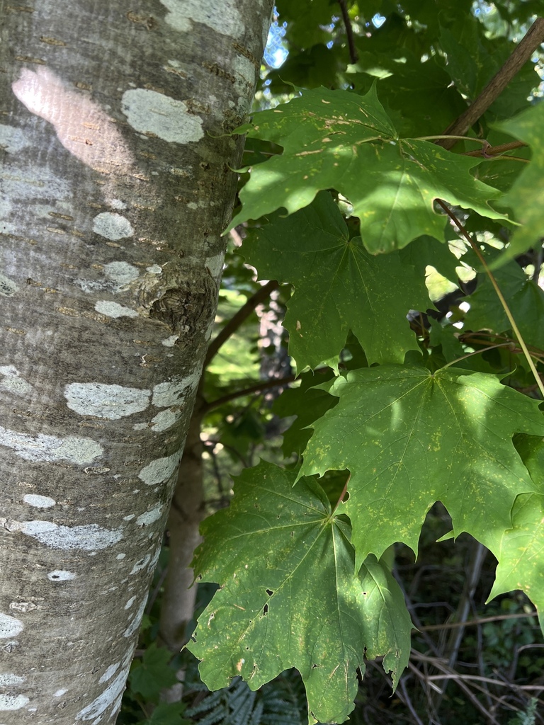 Norway maple from Nøtterøy, Nøtterøy, 38, NO on August 24, 2023 at 10: ...