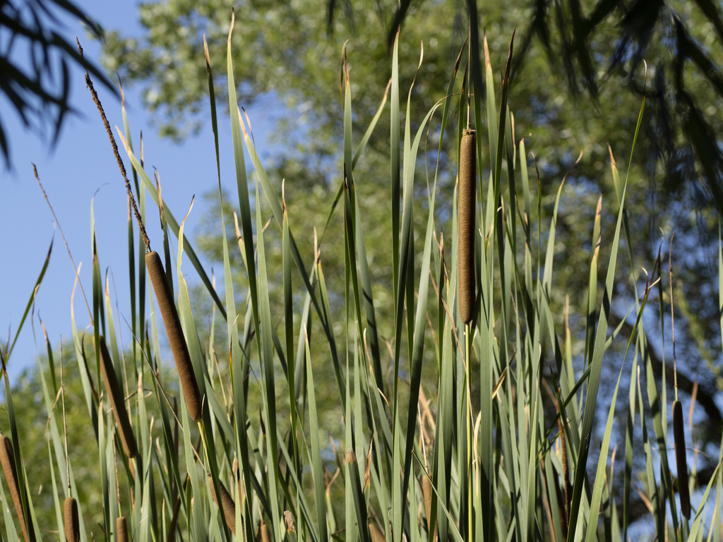 Cattails from San Diego, CA, USA on August 22, 2023 at 04:42 PM by Alan ...