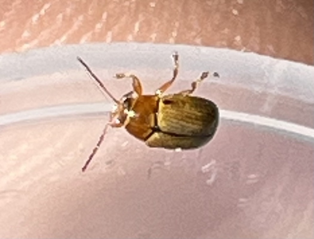 common small pot beetle from Wandle Park, London, England, GB on August ...