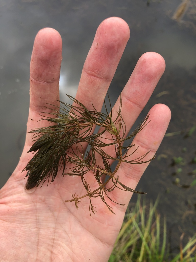 coontail from Thunder Bay, ON, Canada on August 24, 2023 at 01:23 PM by ...