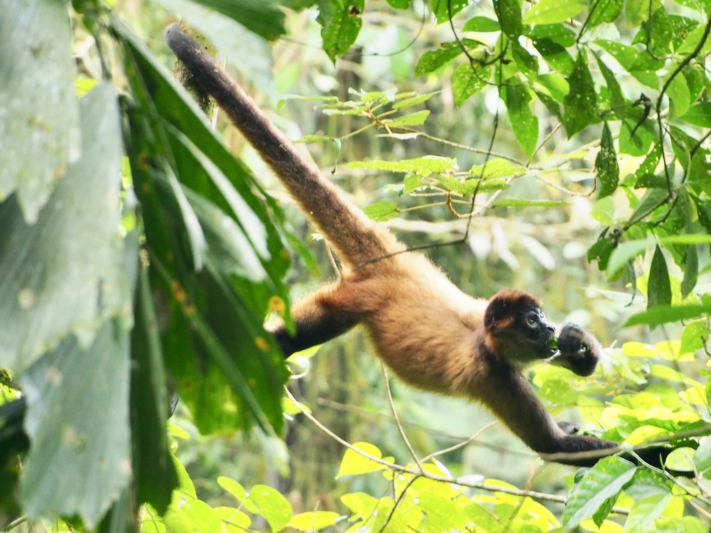 New World Monkeys (Platyrrhini) - Know Your Mammals