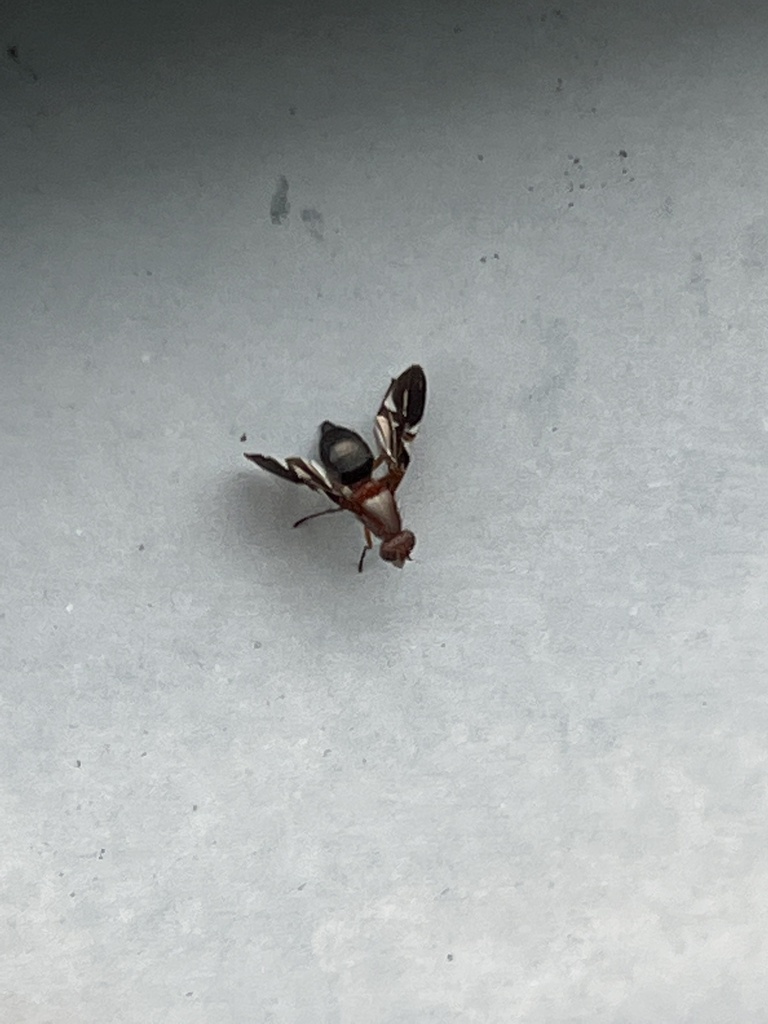 Common Picture-winged Fly from Hamilton Pl, Ann Arbor, MI, US on August ...