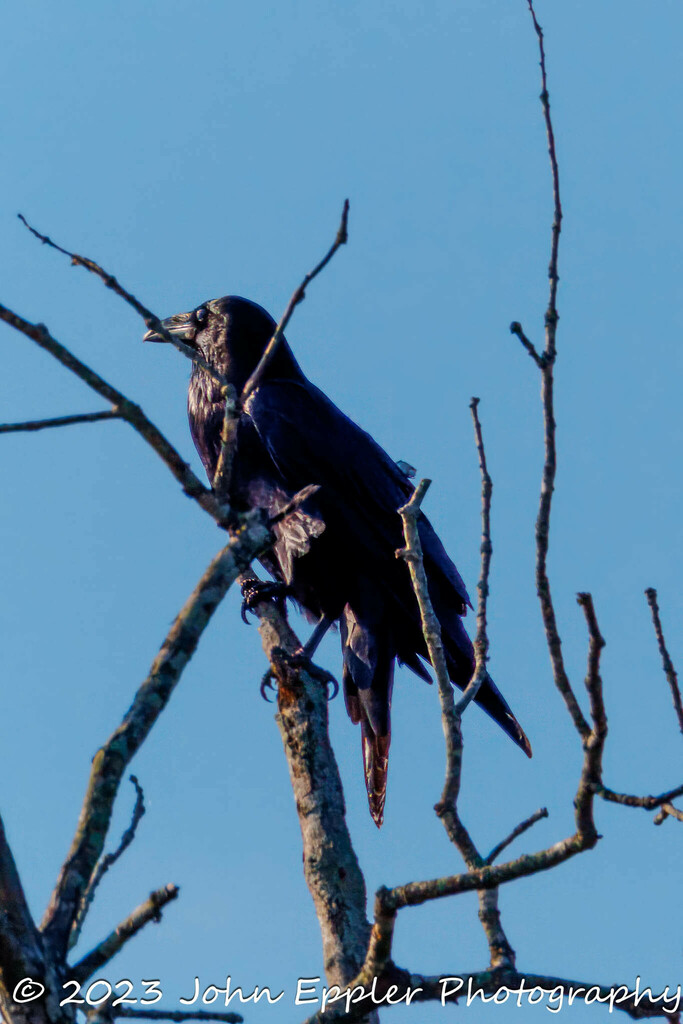 American Crow from Warren County, VA, USA on August 9, 2023 at 08:32 AM ...