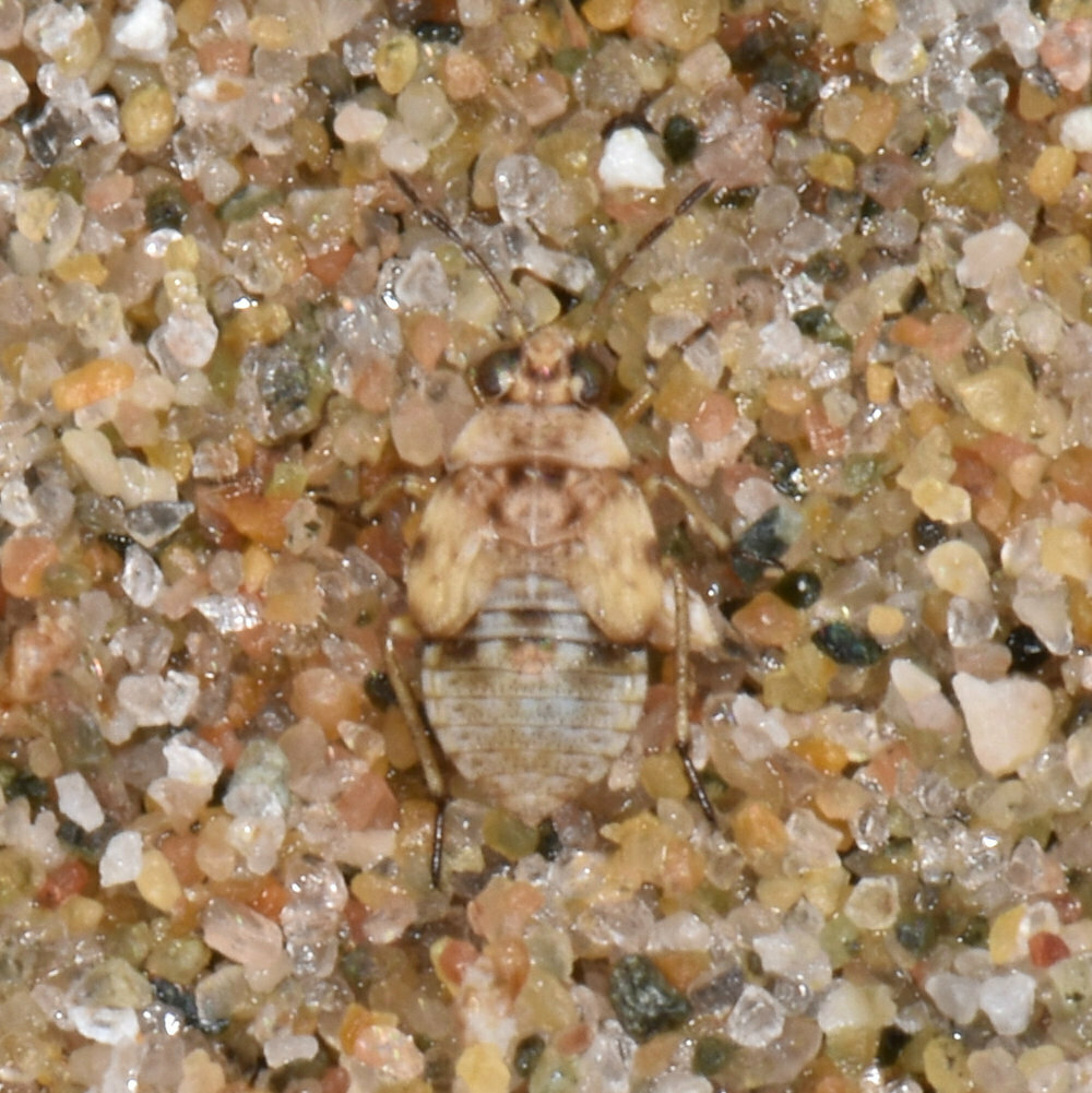 Shore bugs from Manitoulin District, ON, Canada on August 22, 2023 at ...