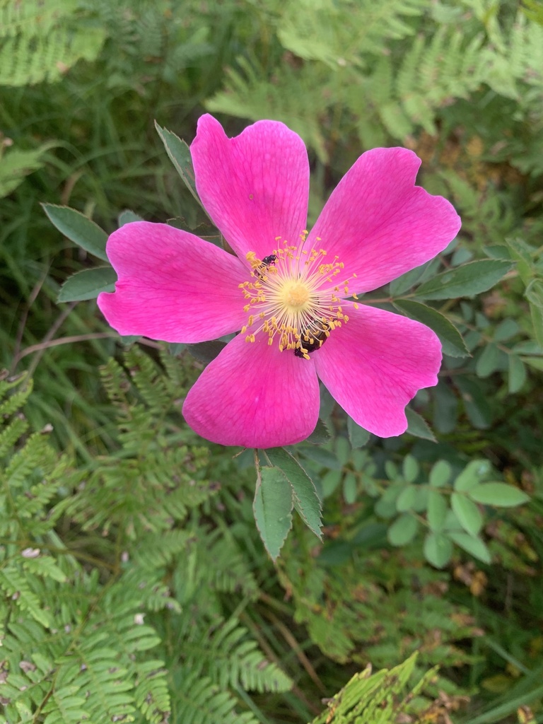 roses from Snowmobile Trail, Webster, WI, US on August 24, 2023 at 02: ...