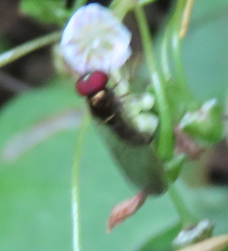 Typical Hover Flies from Clallam County, WA, USA on August 24, 2023 at ...