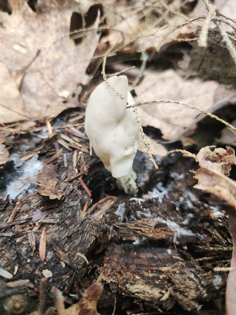 White Saddle from Butler County, PA, USA on August 19, 2023 at 11:33 AM ...