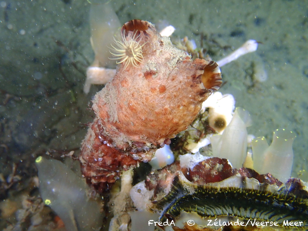 Stalked Sea Squirt from Goes, NL-ZE, NL on August 17, 2023 at 05:12 PM ...