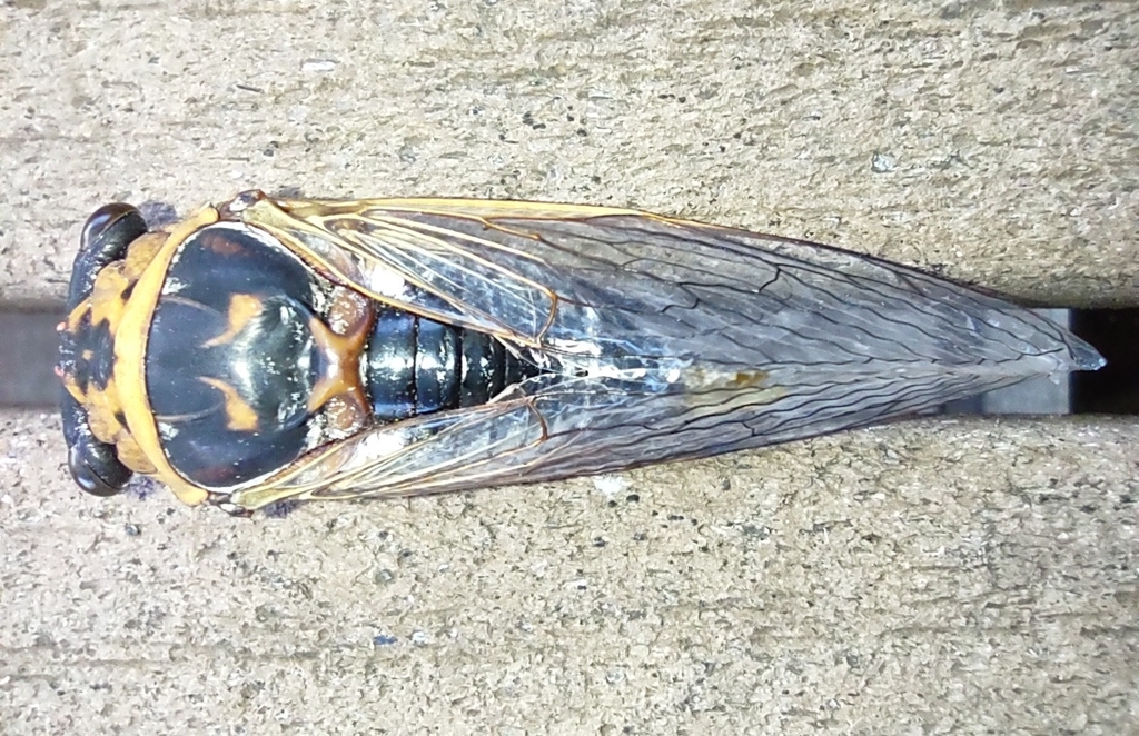Walker's Annual Cicada from Skiatook Library, Tulsa County OK on August ...
