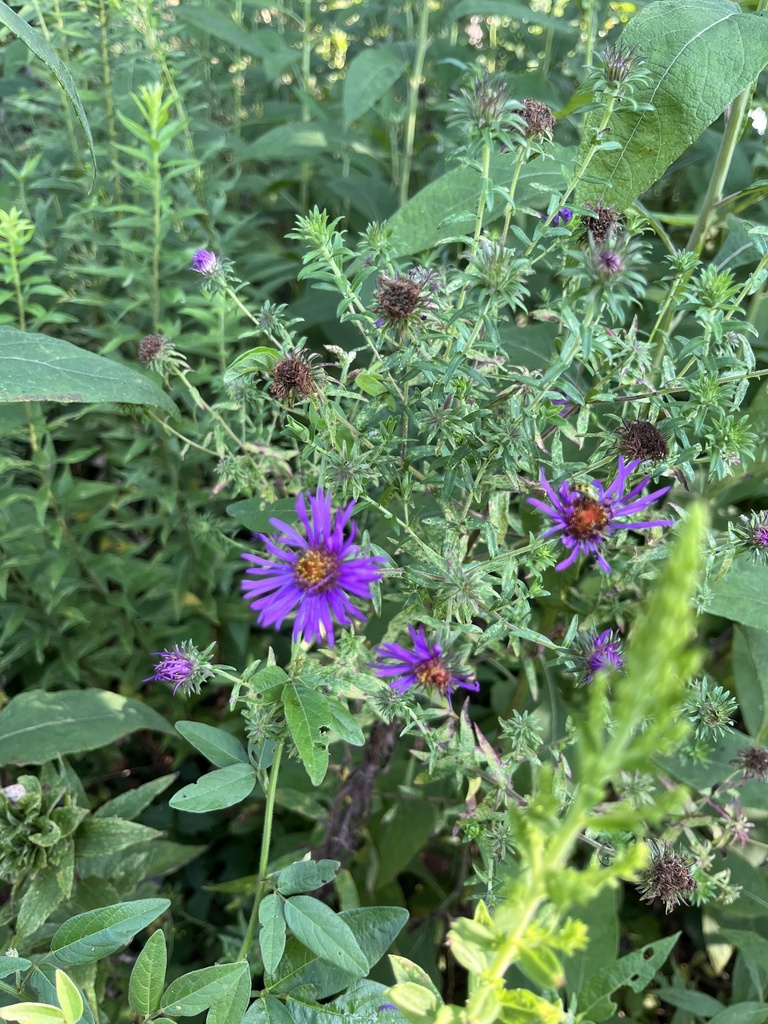 New England aster from Ijams Nature Center, Knoxville, TN, US on August ...