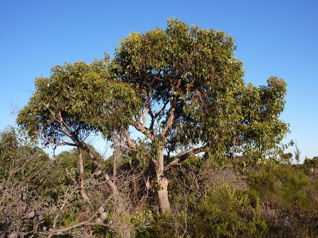 Brown Stringybark from Gosse SA 5223, Australia on April 27, 2010 at 07 ...