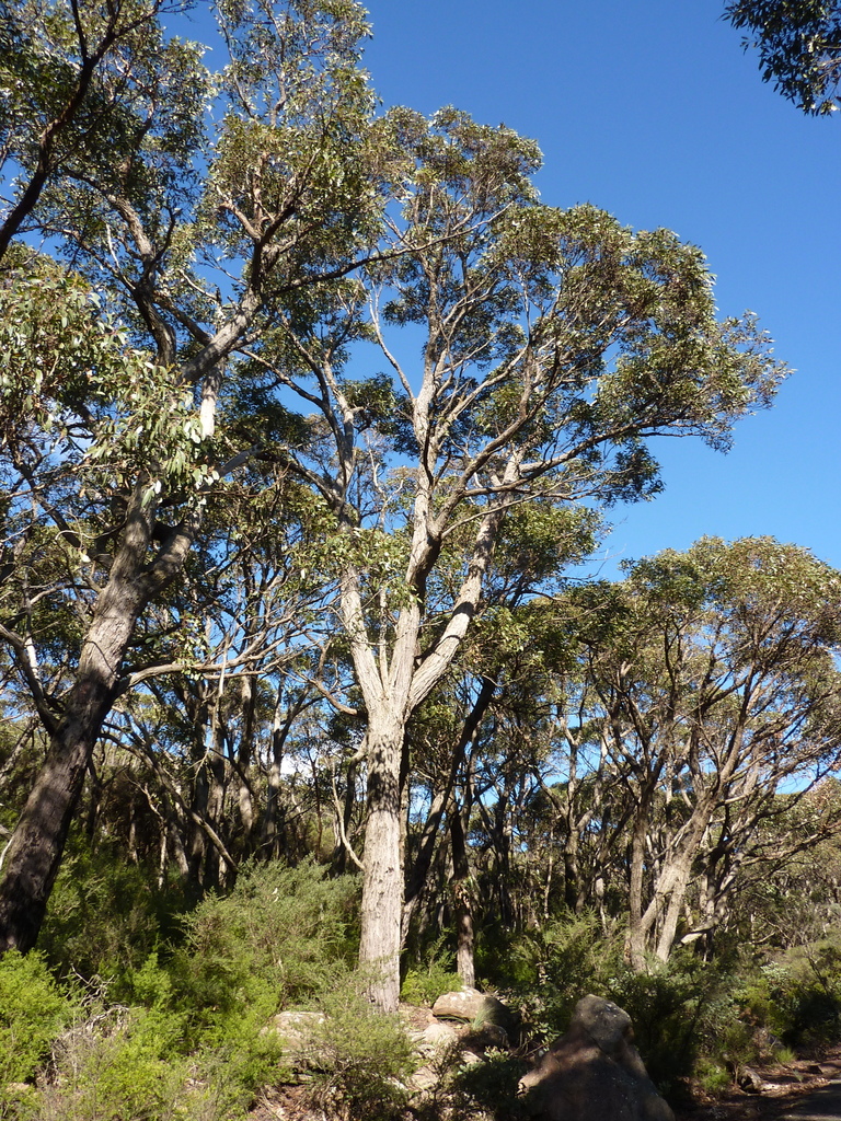 Brown Stringybark from Pomonal VIC 3381, Australia on May 22, 2022 at ...