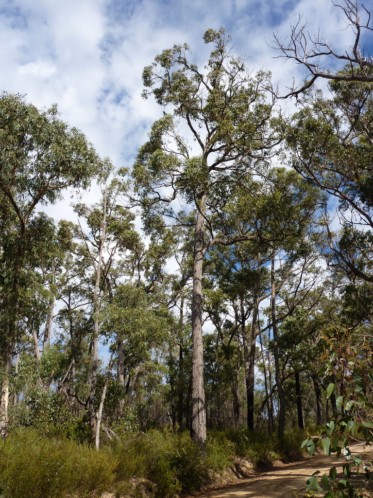 Brown Stringybark from Glenisla VIC 3314, Australia on April 16, 2019 ...