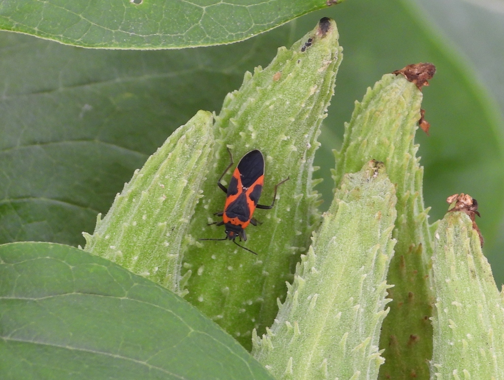 Small Milkweed Bug from Peel, CA-ON, CA on August 24, 2023 at 01:54 PM ...
