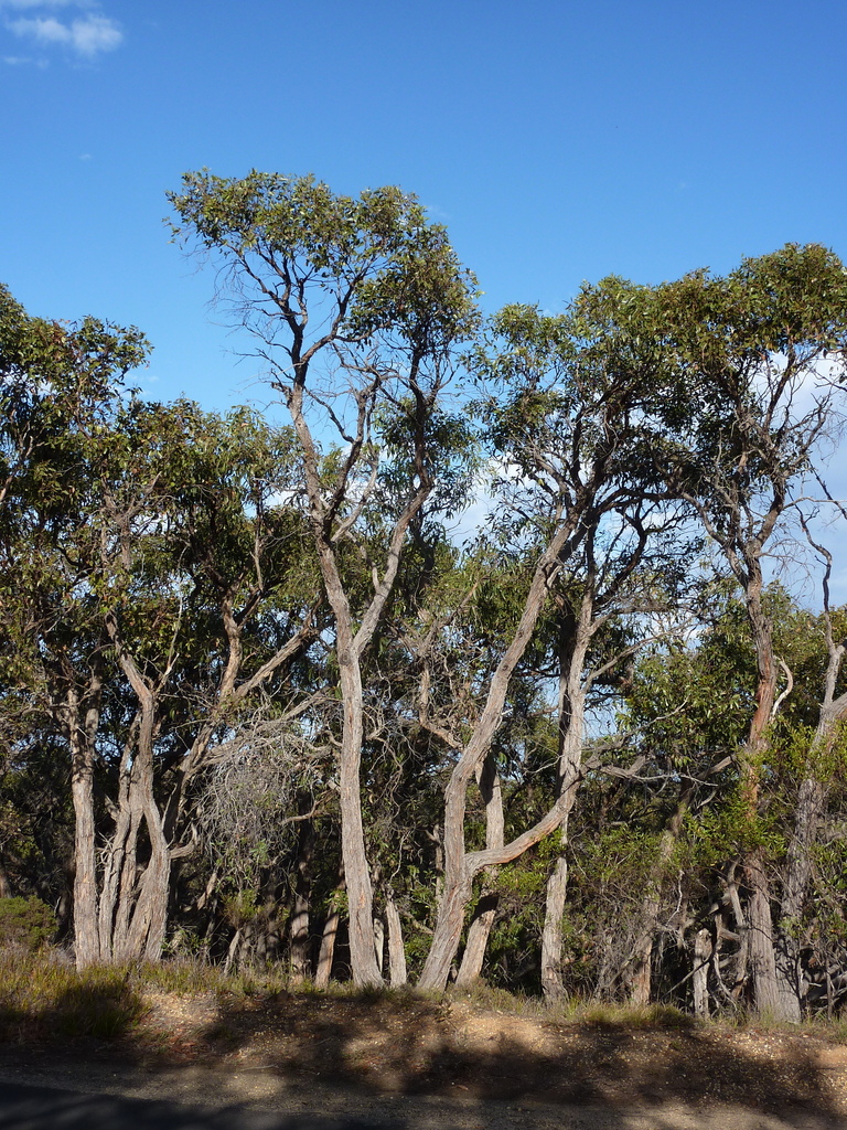 Brown Stringybark from Bells Beach VIC 3228, Australia on April 17 ...