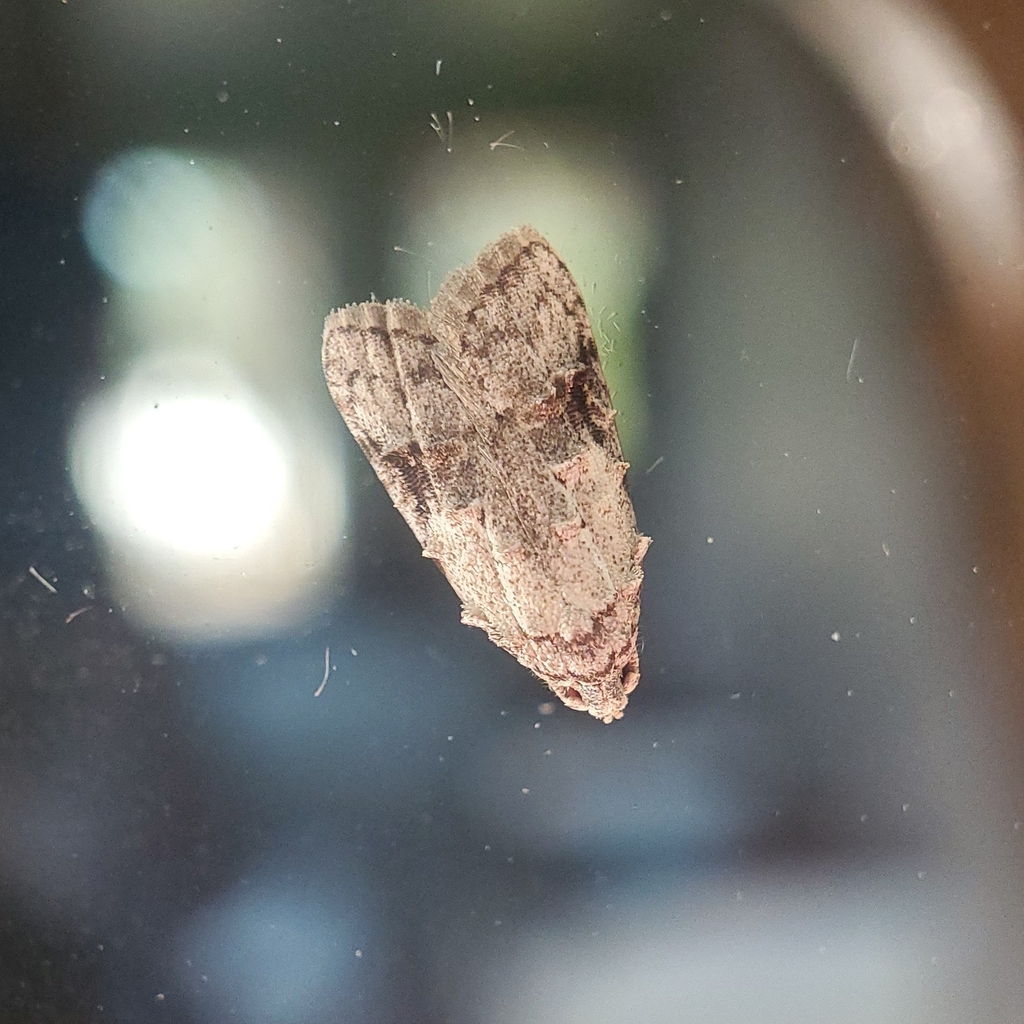 Butterflies and Moths in August 2023 by Sarah R.. tiny moth · iNaturalist