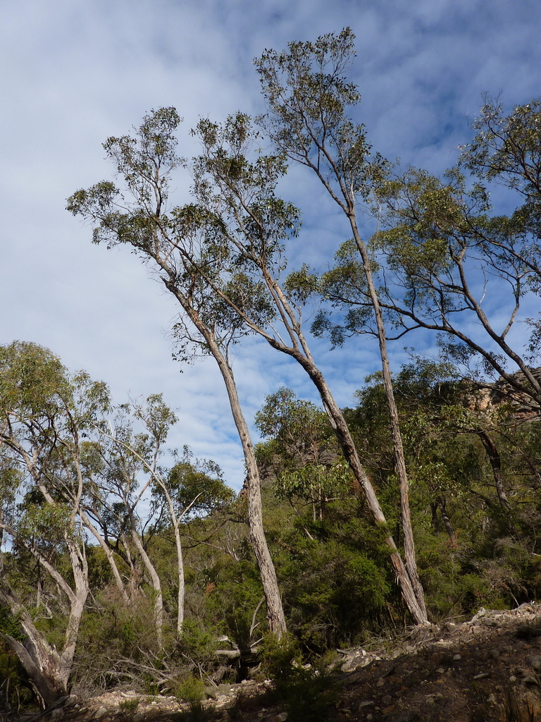 Brown Stringybark from Bornes Hill VIC 3379, Australia on June 9, 2019 ...