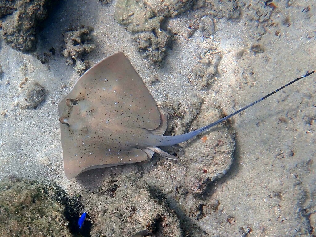 Maskrays from Ba, FJ-W, FJ on August 17, 2023 at 12:59 PM by Jack ...