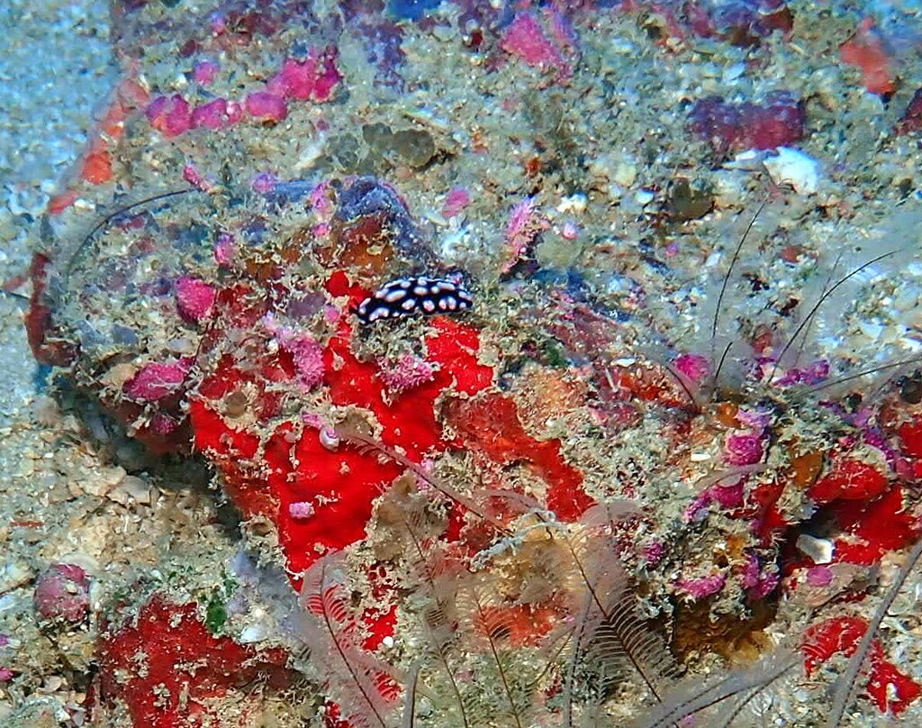 Pustulose Wart Slug from Nadroga/Navosa, FJ-W, FJ on August 16, 2023 at ...