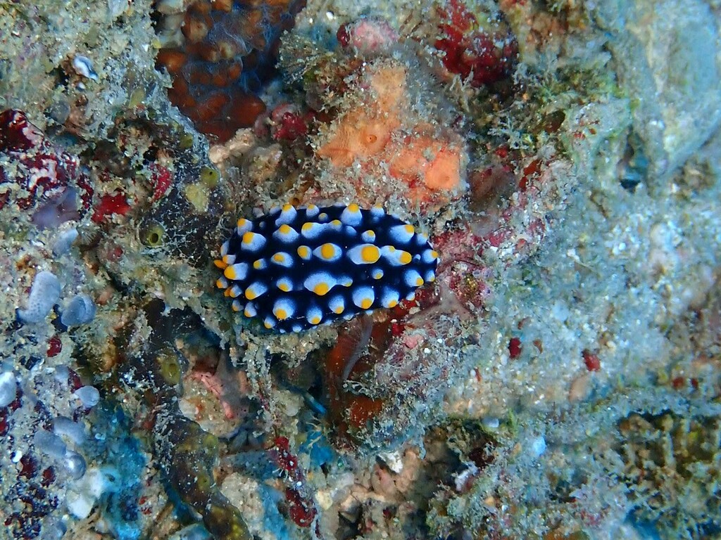 Phyllidia carlsonhoffi from Nadroga/Navosa, FJ-W, FJ on August 16, 2023 ...