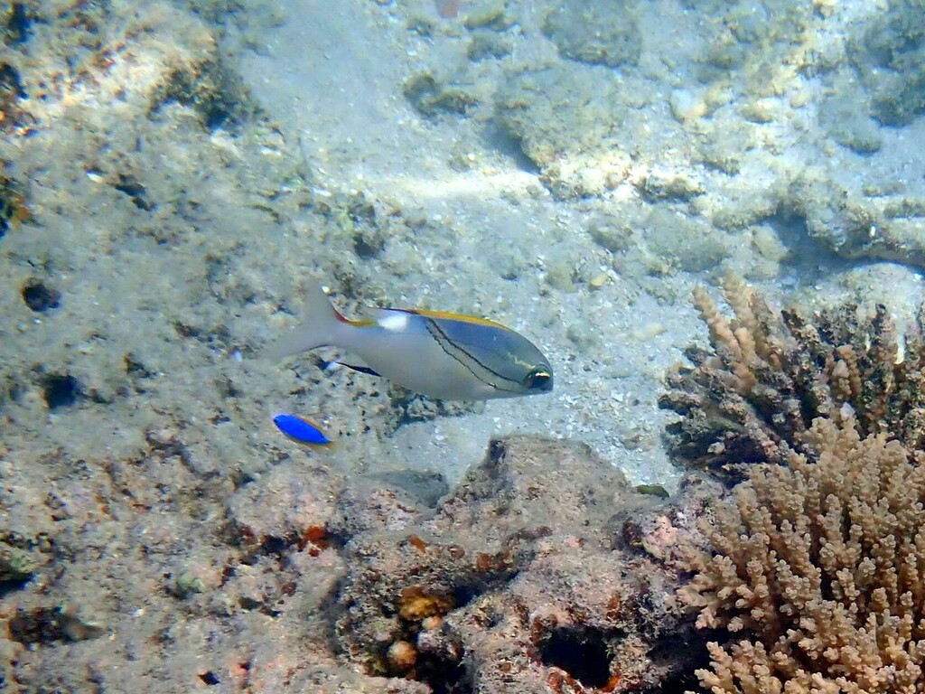 Bridled Monocle Bream from Ba, FJ-W, FJ on August 17, 2023 at 10:25 AM ...