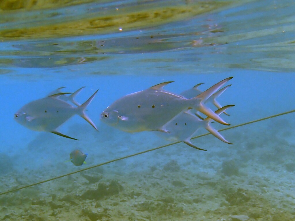 Smallspotted Dart from Ba, FJ-W, FJ on August 17, 2023 at 10:30 AM by ...