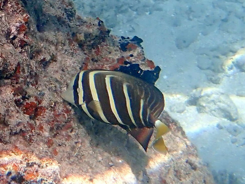 Pacific Sailfin Tang from Ba, FJ-W, FJ on August 17, 2023 at 10:16 AM ...
